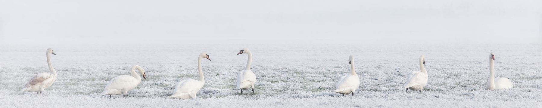 Svanen - Nordens officiella miljömärkning - svanen.se